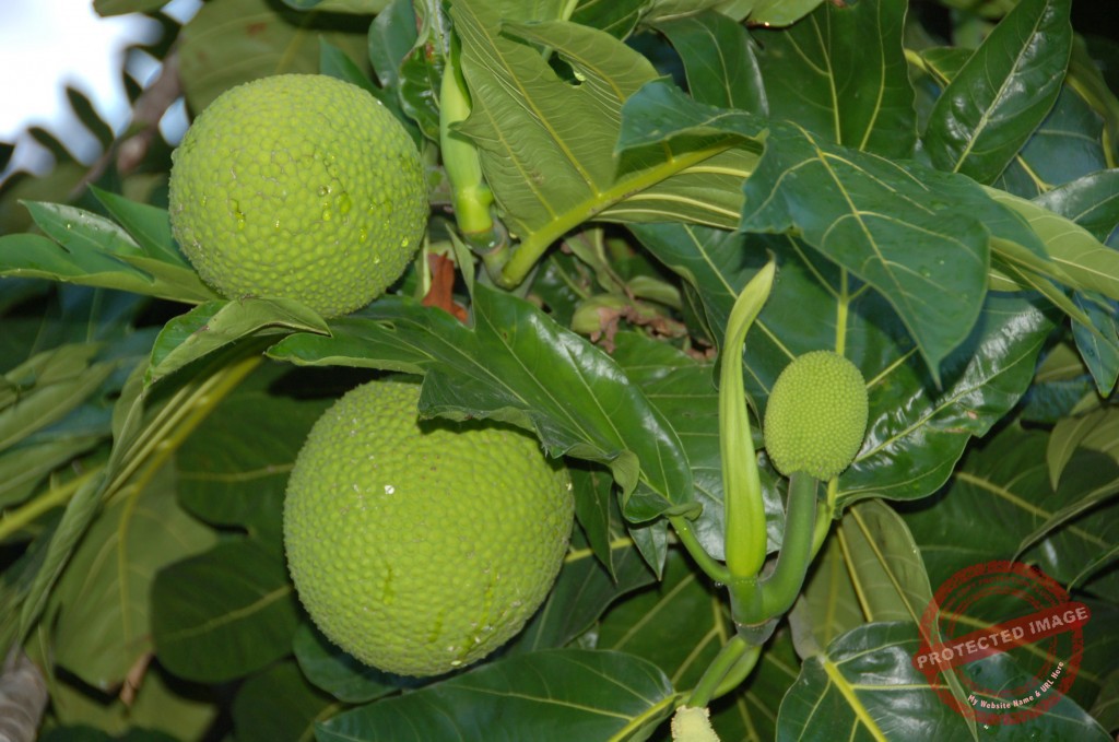 Roots Crops of Tonga - Tonga Time