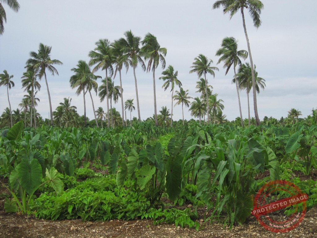 Roots Crops of Tonga - Tonga Time