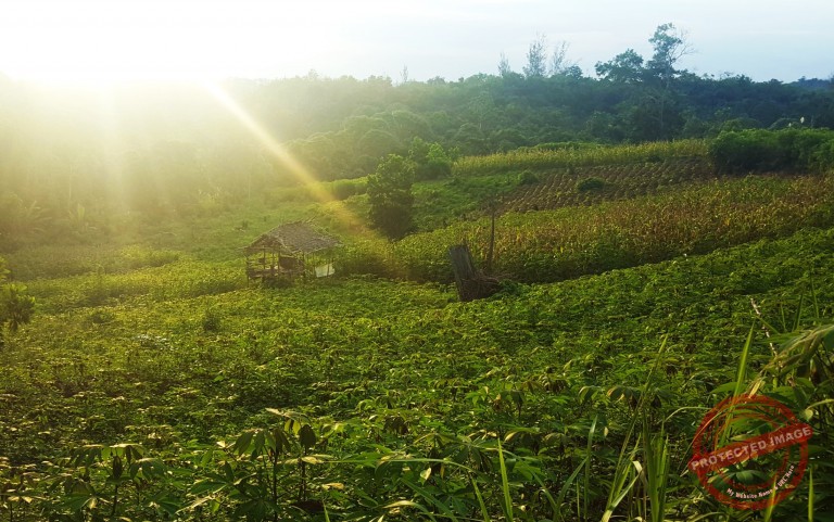 Tapioca and corn fields in Balikpapan - Tonga Time